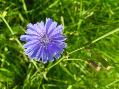 The Many Uses of the Chicory Plant - Countryside